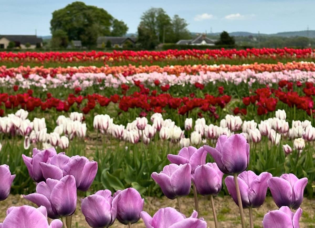 Gloagburn Farm Shop Is Hosting A Massive Pick-Your-Own Tulip Field Soon