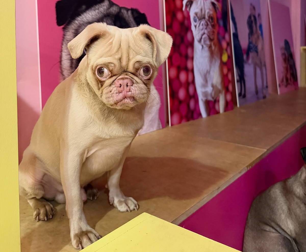 There Is An Adorable Permanent Pug Cafe In Edinburgh Where You Can Pet ...