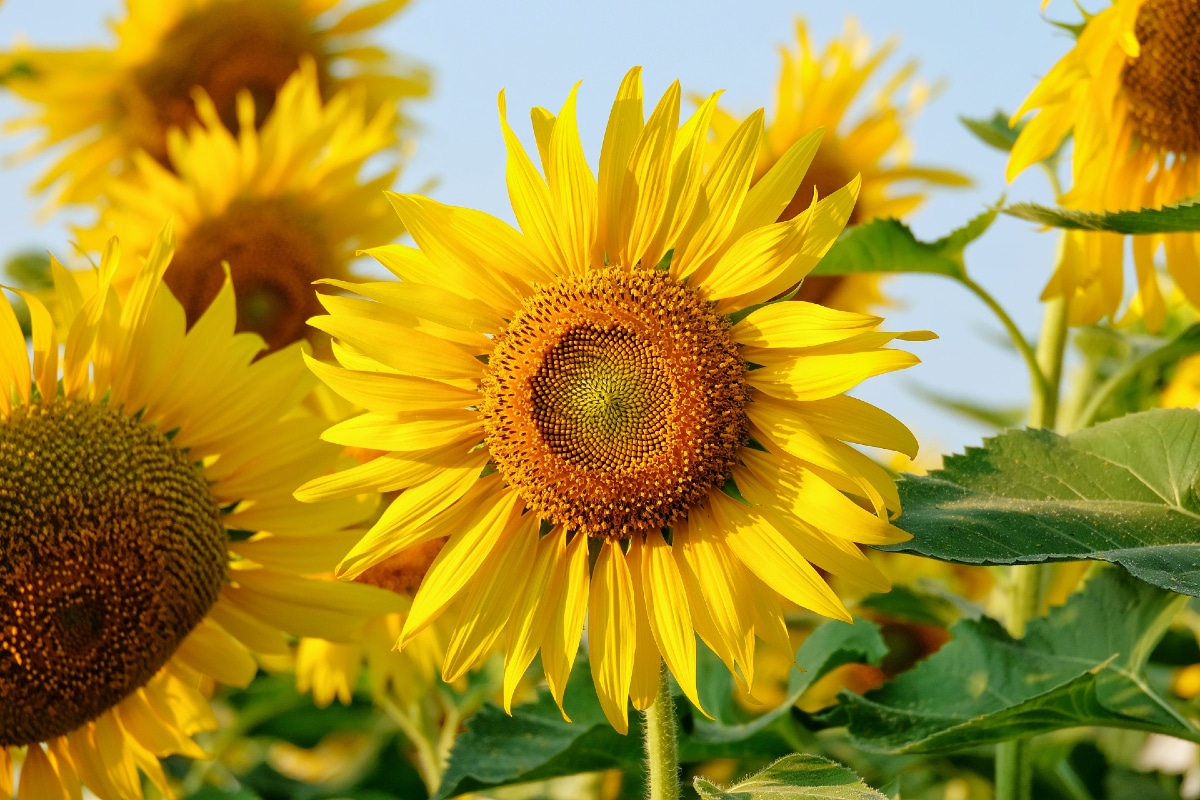 Pick Your Own Sunflowers At The Barns Of Freeling In 2023