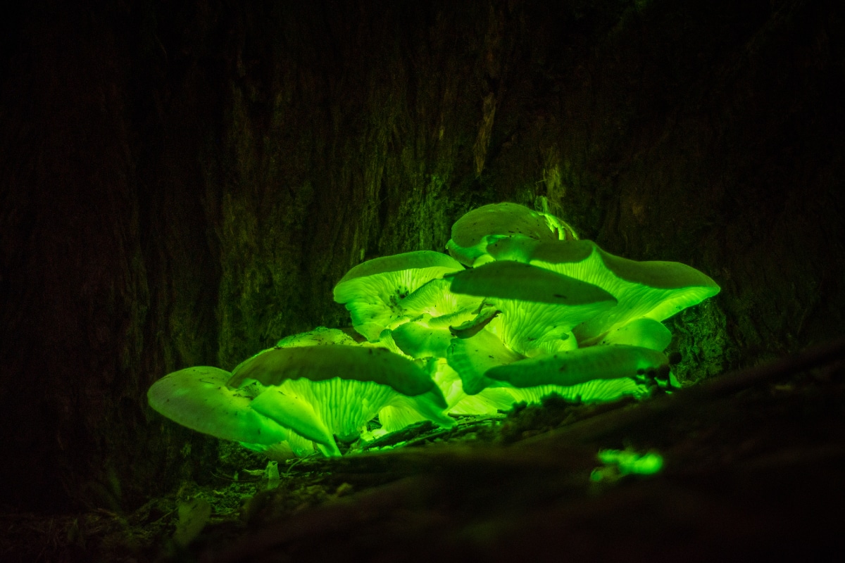 The Luminous Ghost Mushroom Lane Season of 2023