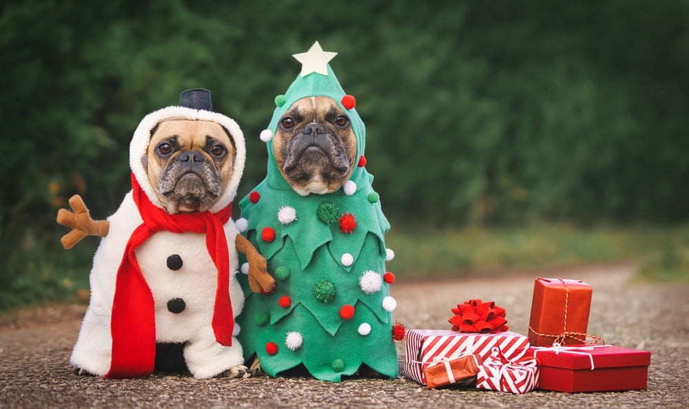 Paws At Partridge, A Christmas Market For Dogs Is Coming To Glenelg