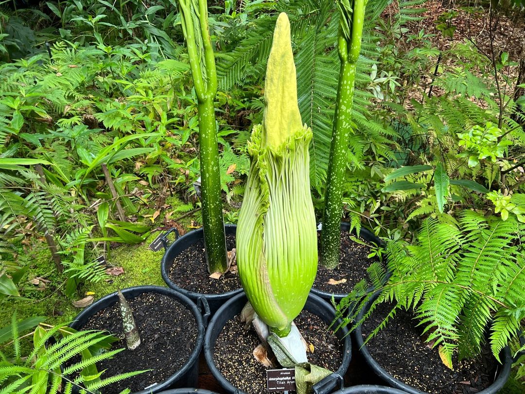 The Adelaide Botanic Gardens' Corpse Flower Is About To Bloom