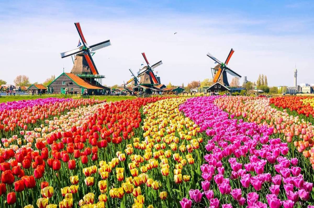 Flower Fields That Are Breathtaking In The Netherlands