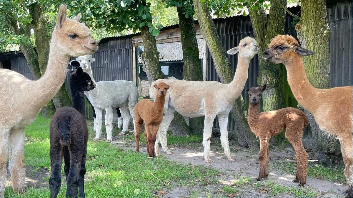 Enjoy High Tea At This Alpaca Eco Farm Close To Amsterdam