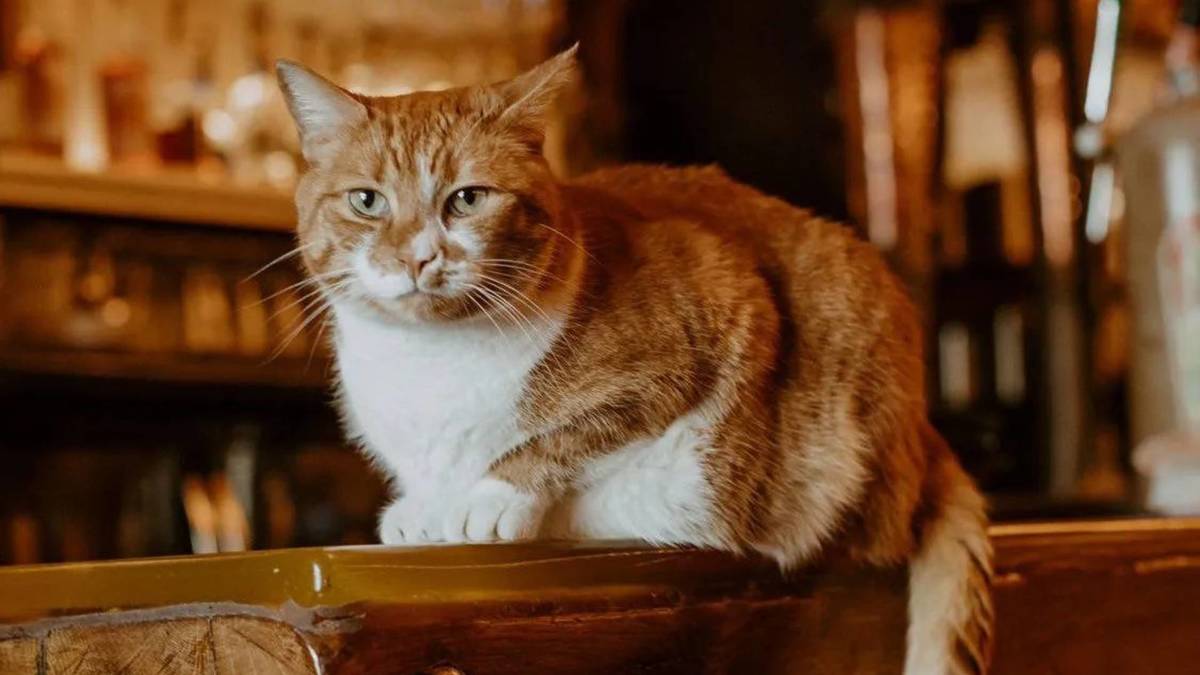 Our Favorite Places To Spot Cats In Amsterdam