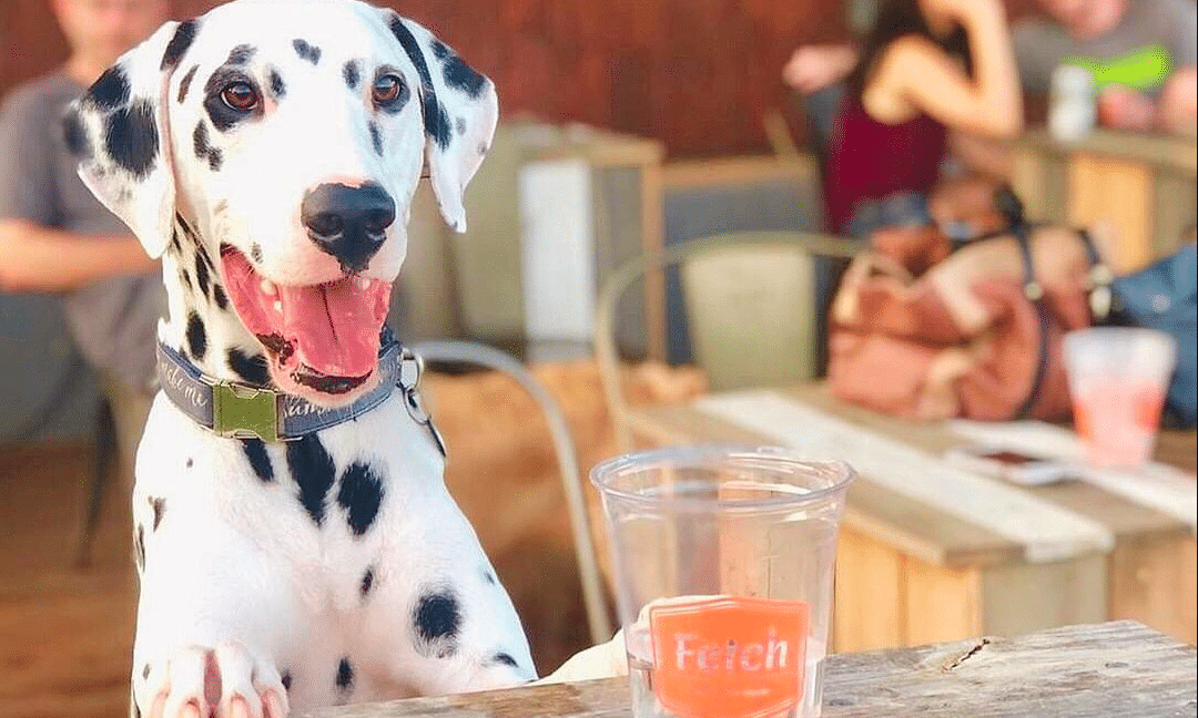 Fetch Dog Park & Ice House Is Opening Two New Locations Early Next Year