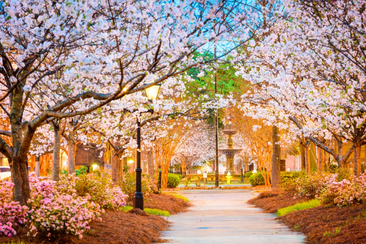 5 Best Spots In Georgia To Catch Cherry Blossoms In Full Bloom