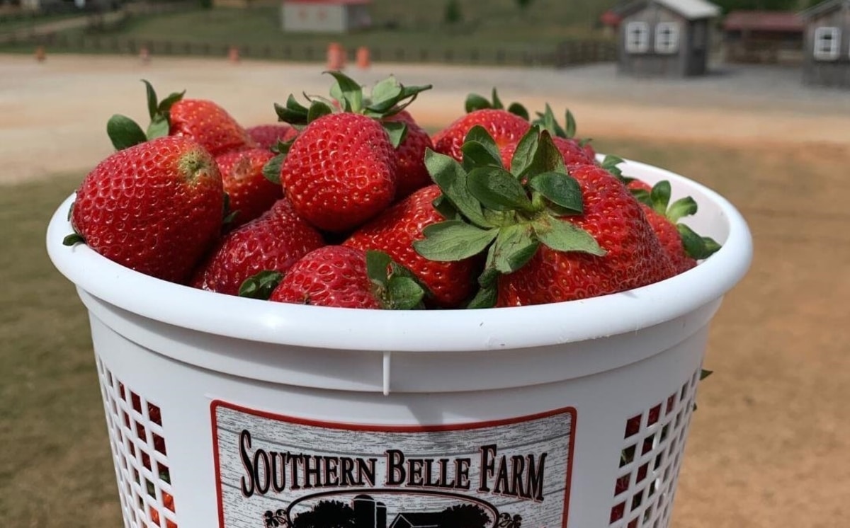 Strawberries near me store