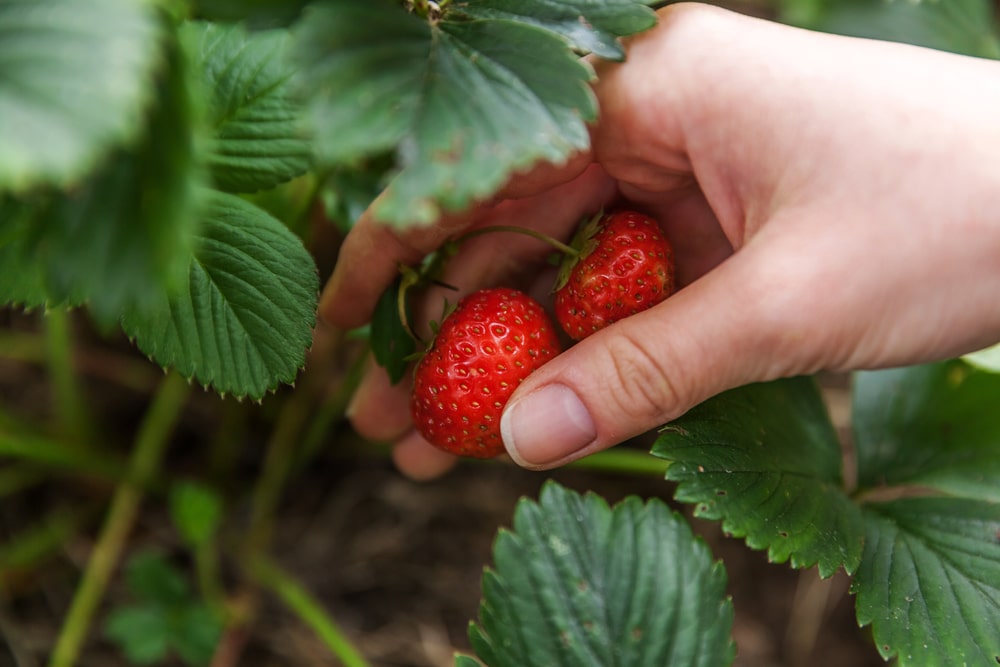 7 Incredible Places To Go Strawberry Picking In And Around Atlanta