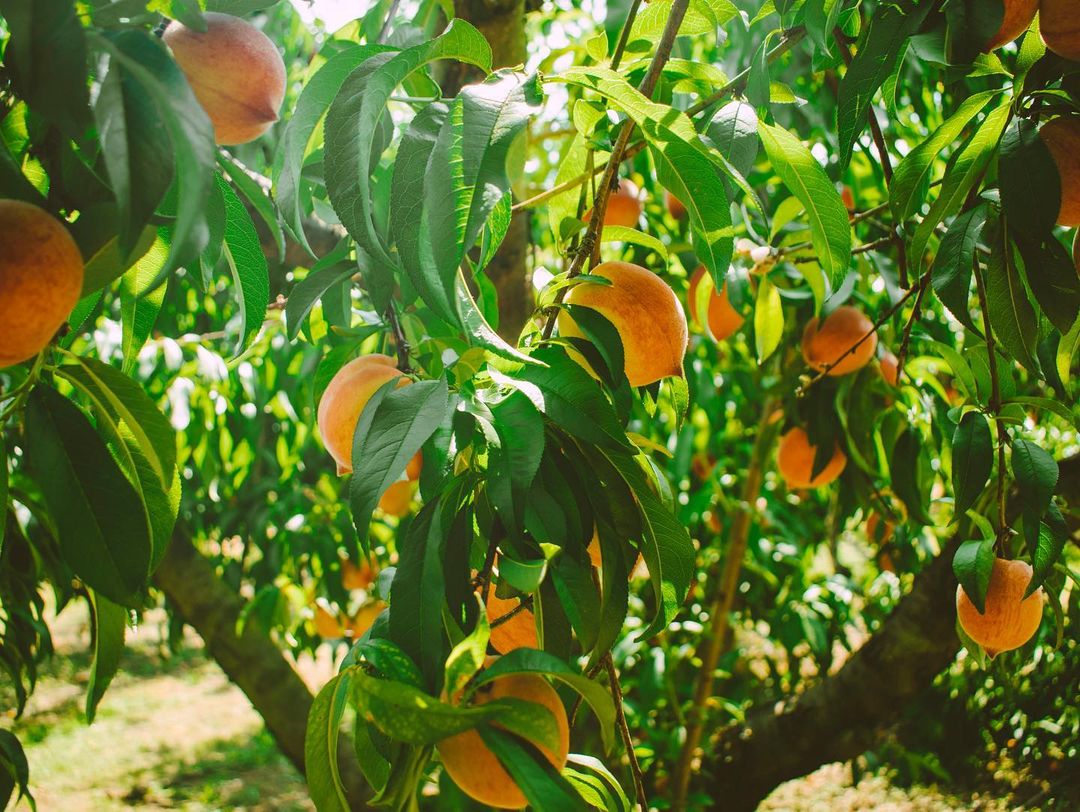 5 Of The Best Peach Picking Farms In Atlanta