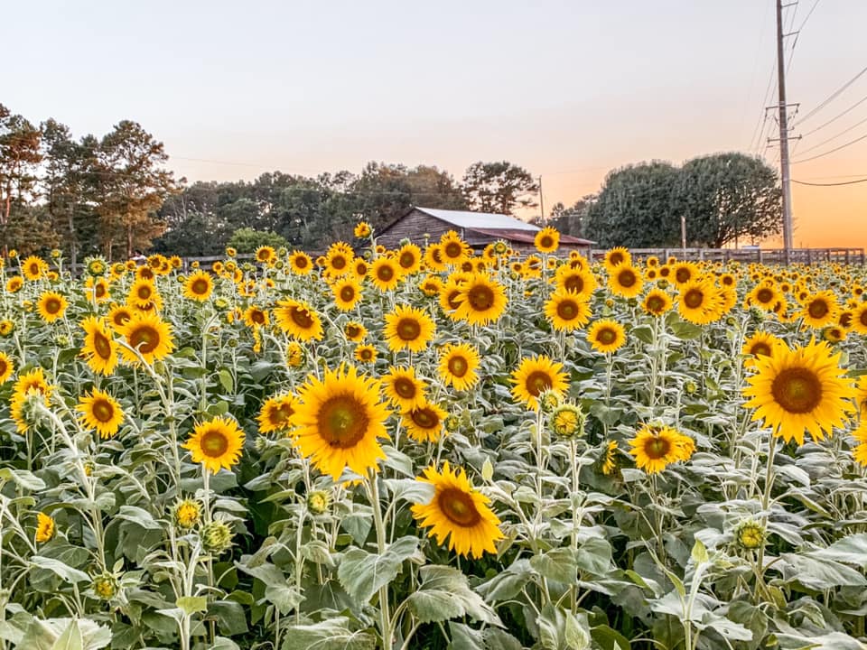 Sunflower Season Is Just Around The Corner, And This ATL Field Is ...