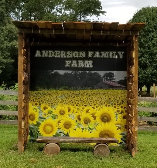 Sunflower Season Is Just Around The Corner, And This ATL Field Is ...