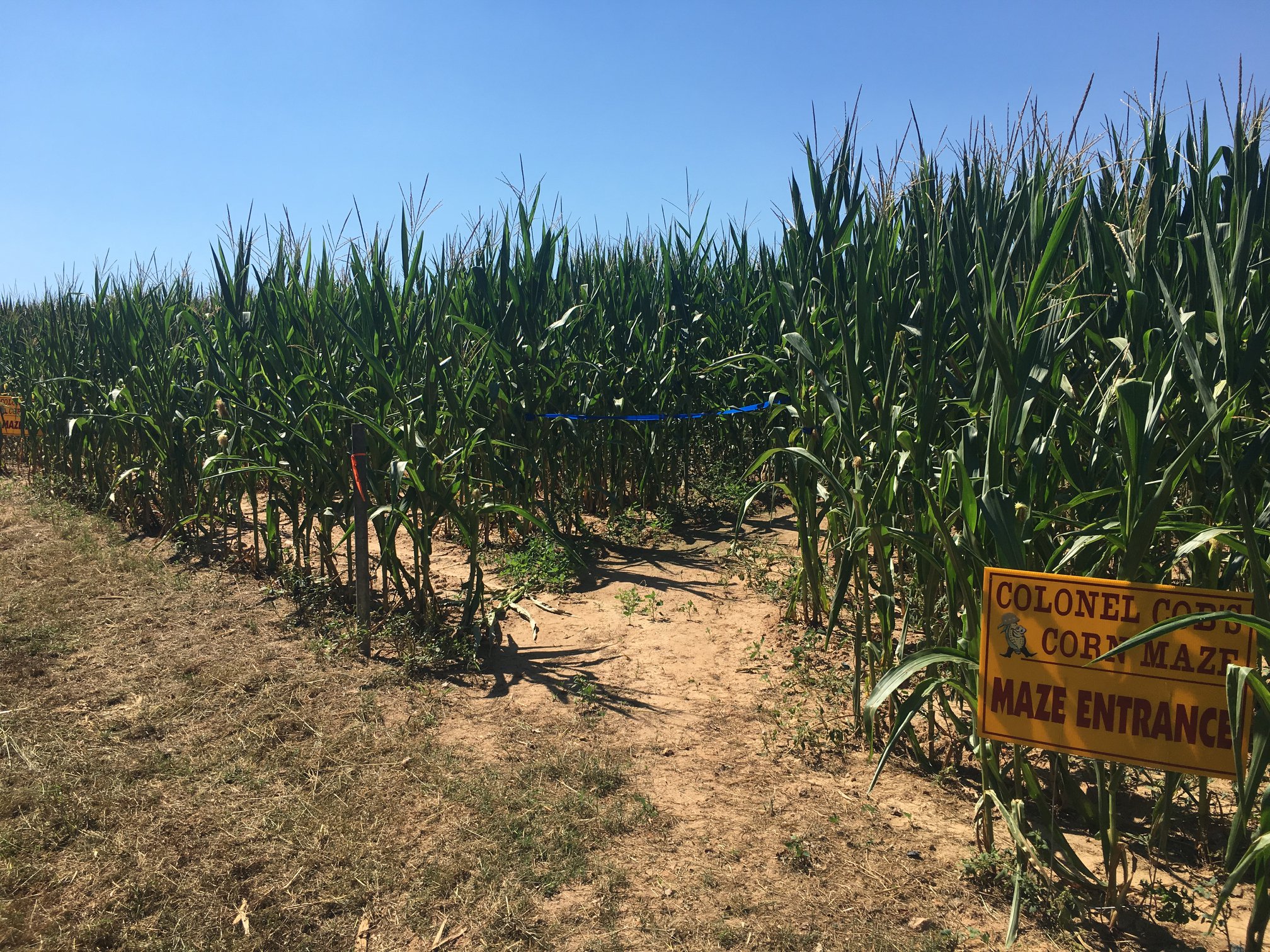 Mitcham Farm Gears Up For Fall With Pumpkins And A Corn Maze