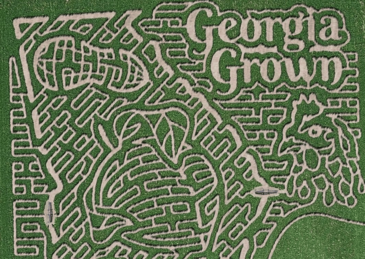 Get Completely Lost At This Incredible 15-Acre Corn Maze In Dawsonville ...