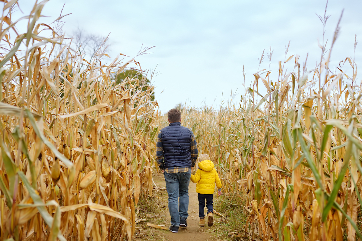 Get Lost In This Incredible 15-Acre Corn Maze In Dawsonville