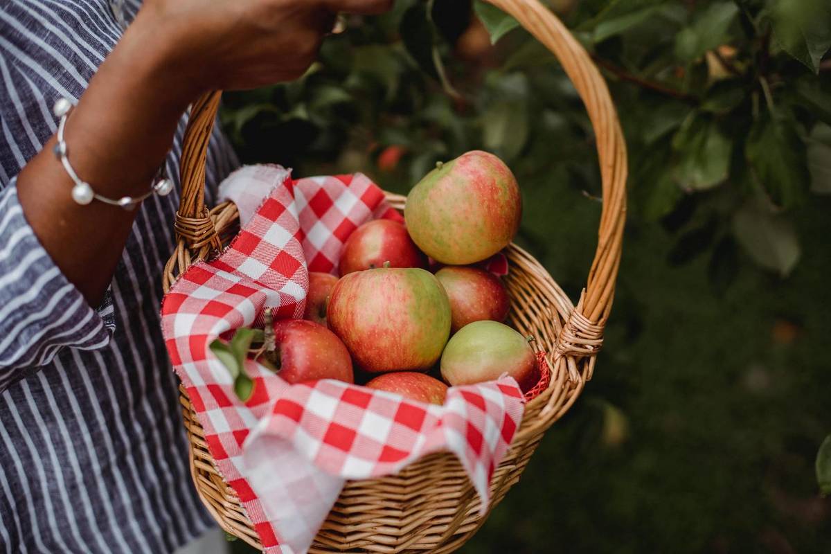 The #1 Best Apple Orchard In The U.S. Is Just An Hour & 45 Minutes From ...