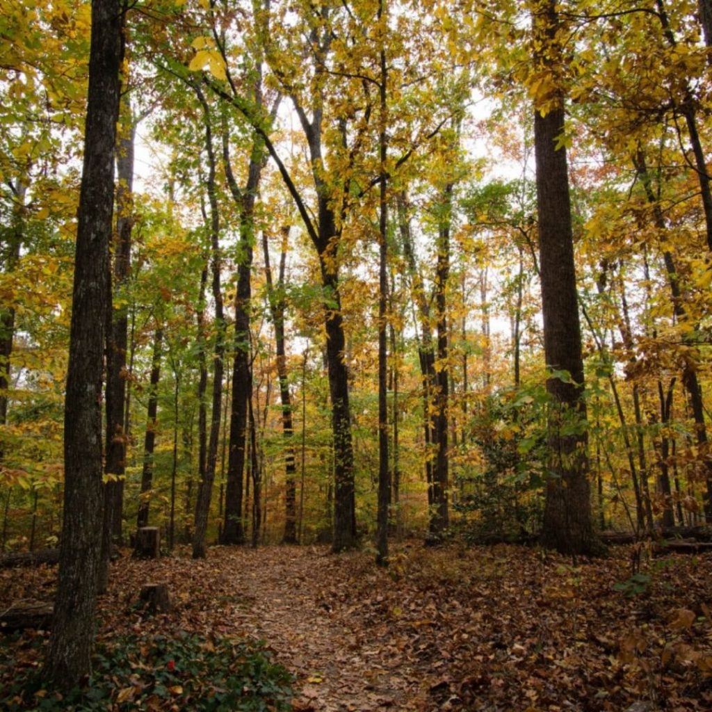 7 Perfect Places In Atlanta To Enjoy The Fall Foliage — A Guide To The ...