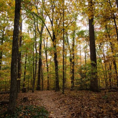 7 Perfect Places In Atlanta To Enjoy The Fall Foliage — A Guide To The ...