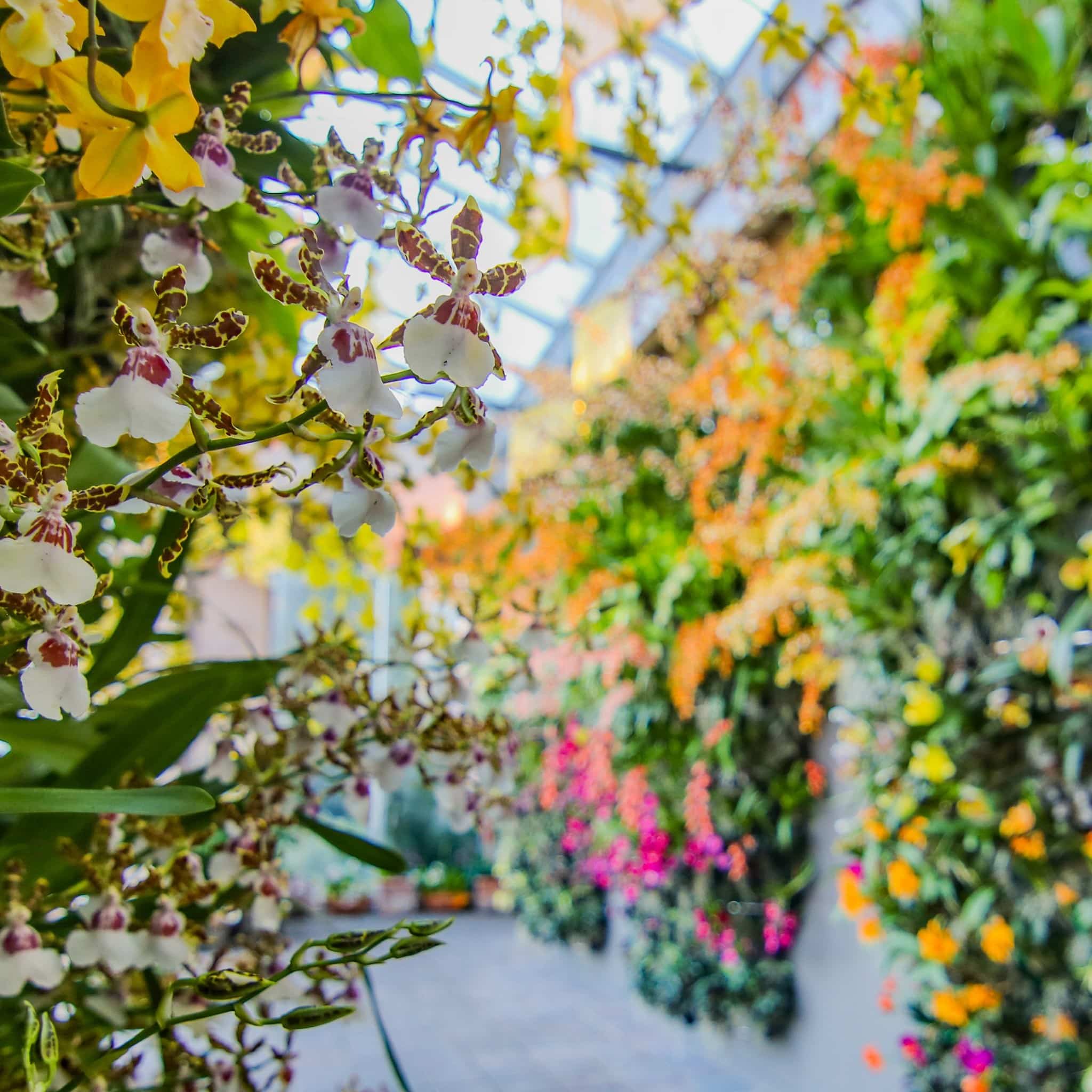 Murals & Flowers Collide At This Stunning Orchid Exhibit In Atlanta