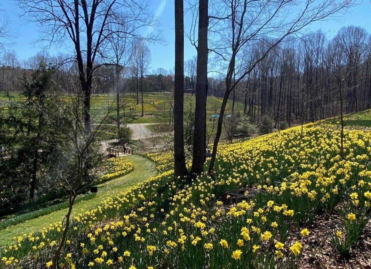 The Largest Daffodil Display In The U.S. Is An Hour From ATL
