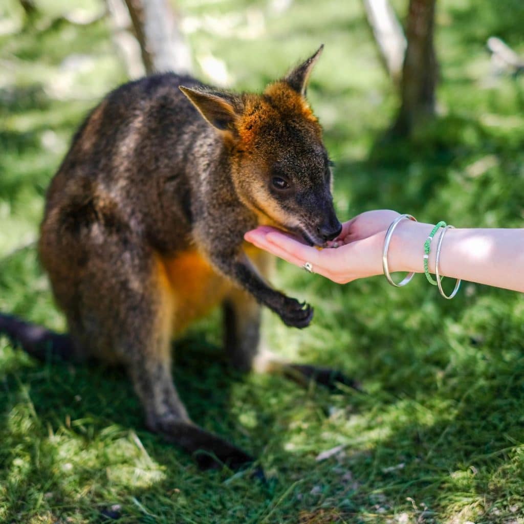 Enjoy These Wild Yoga Classes With Goats, Monkeys, Kangaroos, And More!