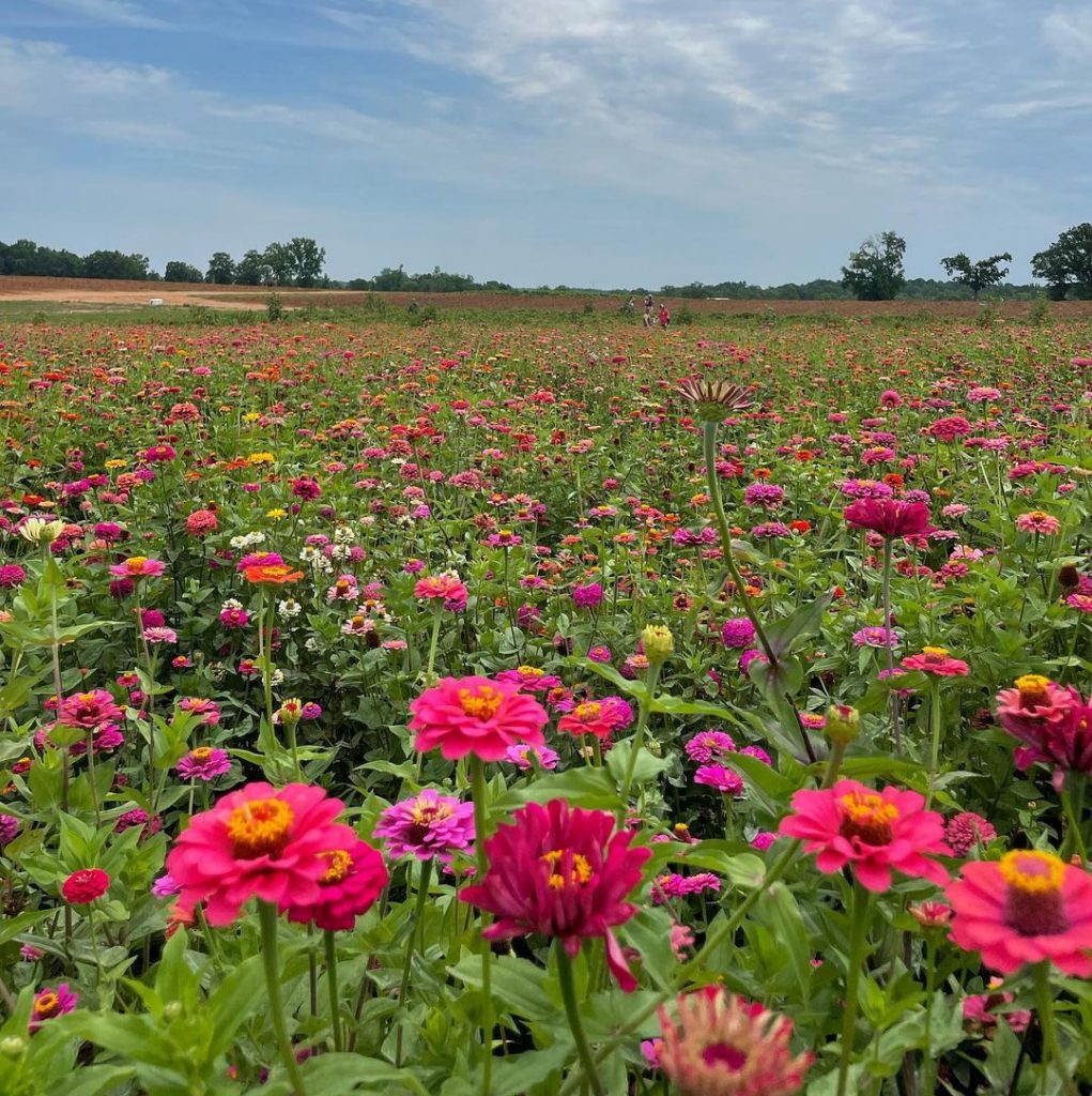 Pick Your Own Flowers At This Enchanting Flower Field In McDonough