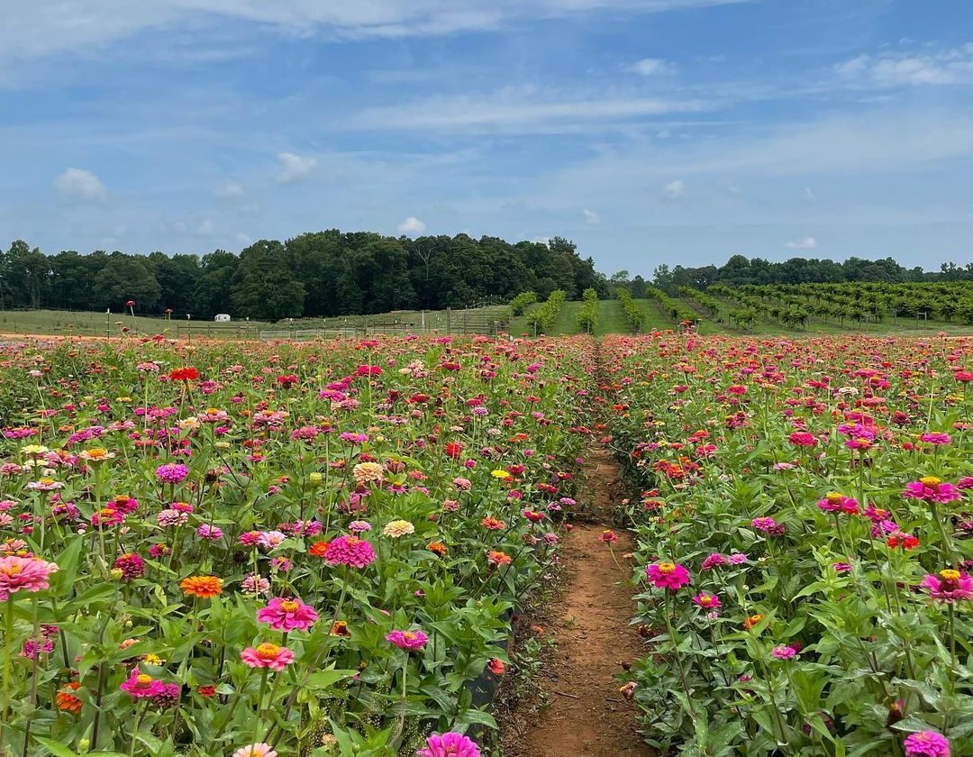 Pick Your Own Flowers At This Enchanting Flower Field In McDonough