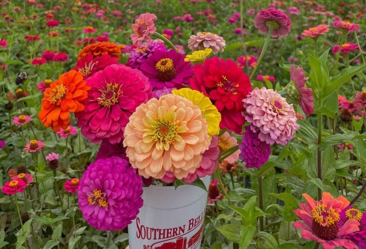 Pick Your Own Flowers At This Enchanting Flower Field In McDonough
