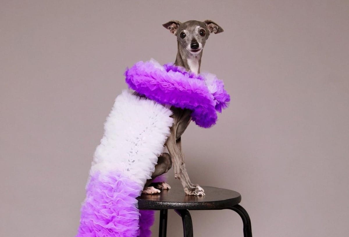 Witness Tika The Iggy's Gorgeous Gown At This Must-See Fashion Exhibit ...