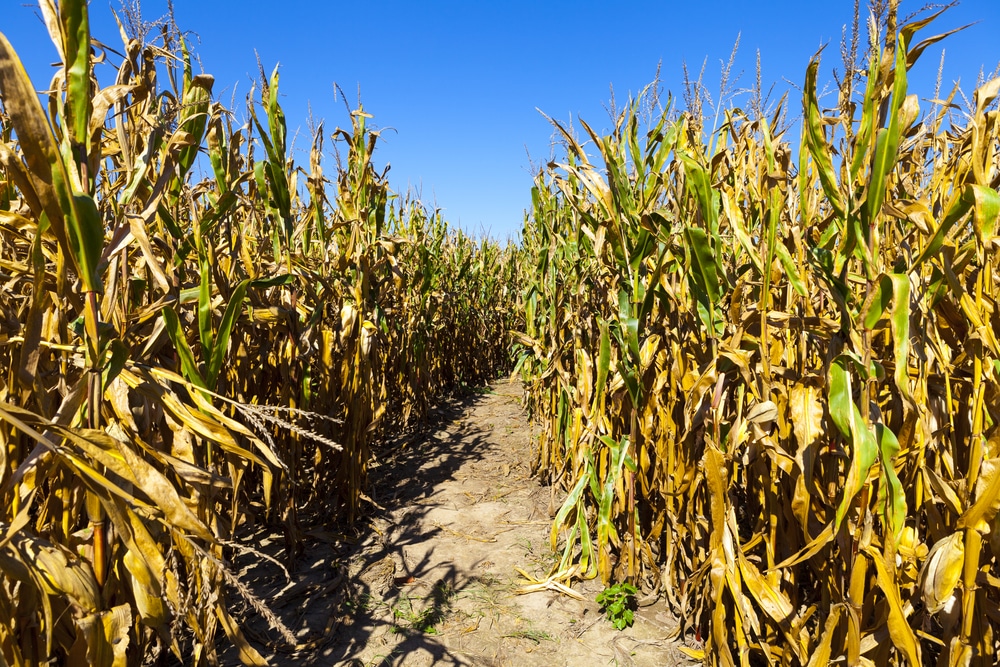 9 Incredible Corn Mazes To Explore Near Atlanta This Fall