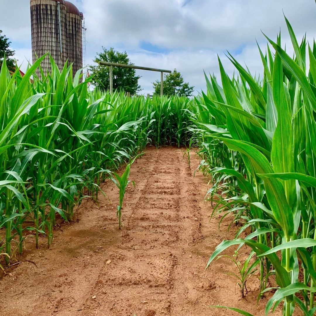 10 Mind-Blowing Corn Mazes To Check Out Near Atlanta This Fall