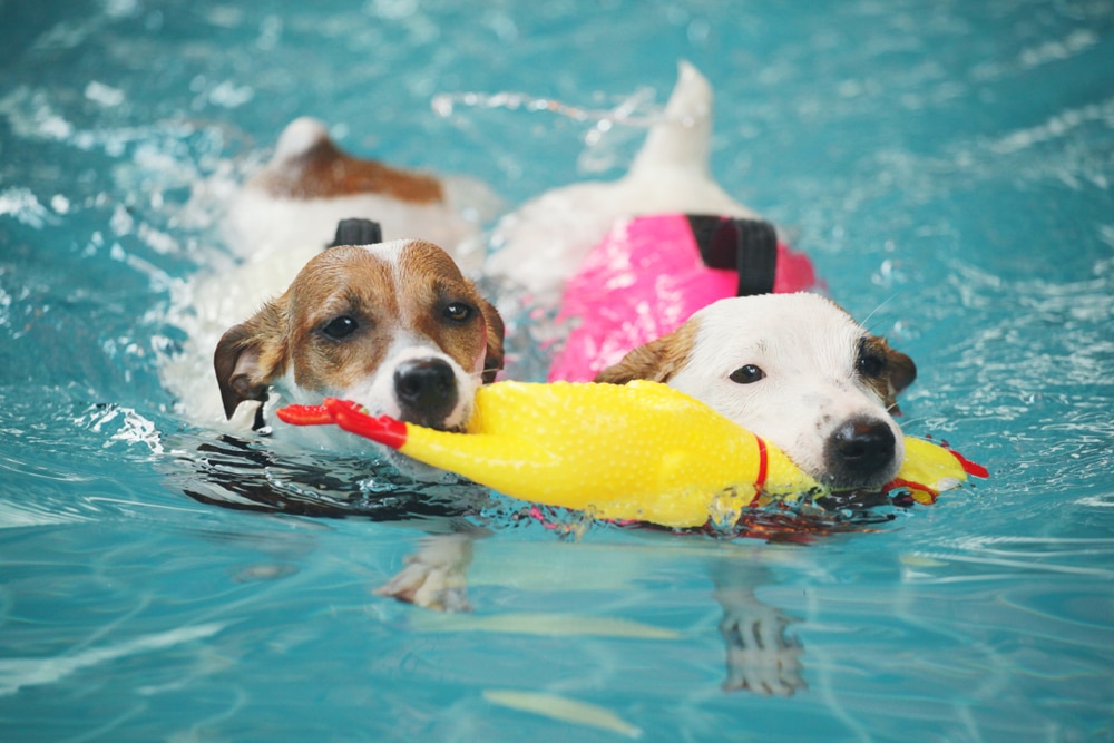 This Awesome Dog Pool Party Is Making Its Anticipated Return To ...