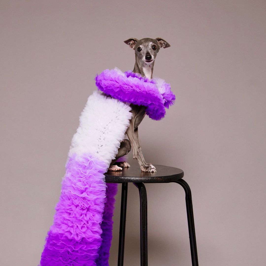 Witness Tika The Iggy's Gorgeous Gown At This Must-See Fashion Exhibit ...