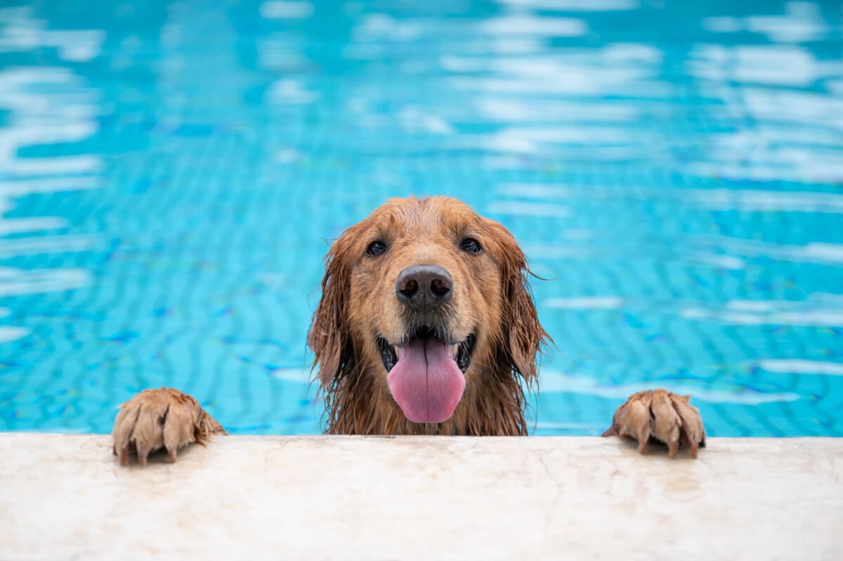 This Awesome Dog Pool Party Is Making Its Anticipated Return To ...