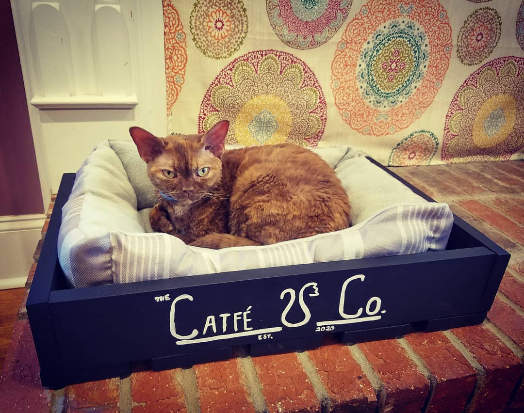 Enjoy Quality Time With Cats At This Adorable Cat Cafe In Lawrenceville