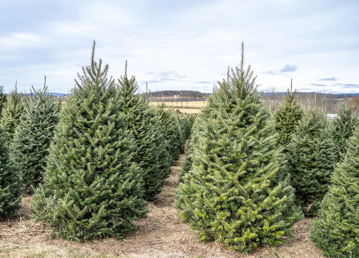 5 Local Christmas Tree Lots For The Perfect Christmas Tree This Holiday ...