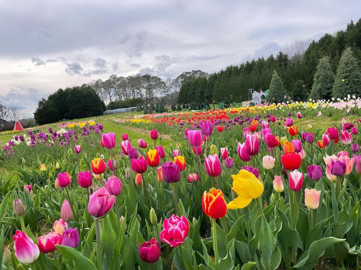 This Colorful Tulip Festival Is Just 30 Minutes From Atlanta
