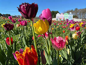 Ultimate Spring Bucket List: 21 Things To Do In Atlanta This Spring