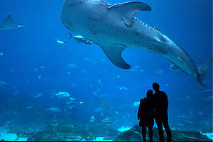 5 Zoos & Animal Experiences In Atlanta To Spark Your Wild Side