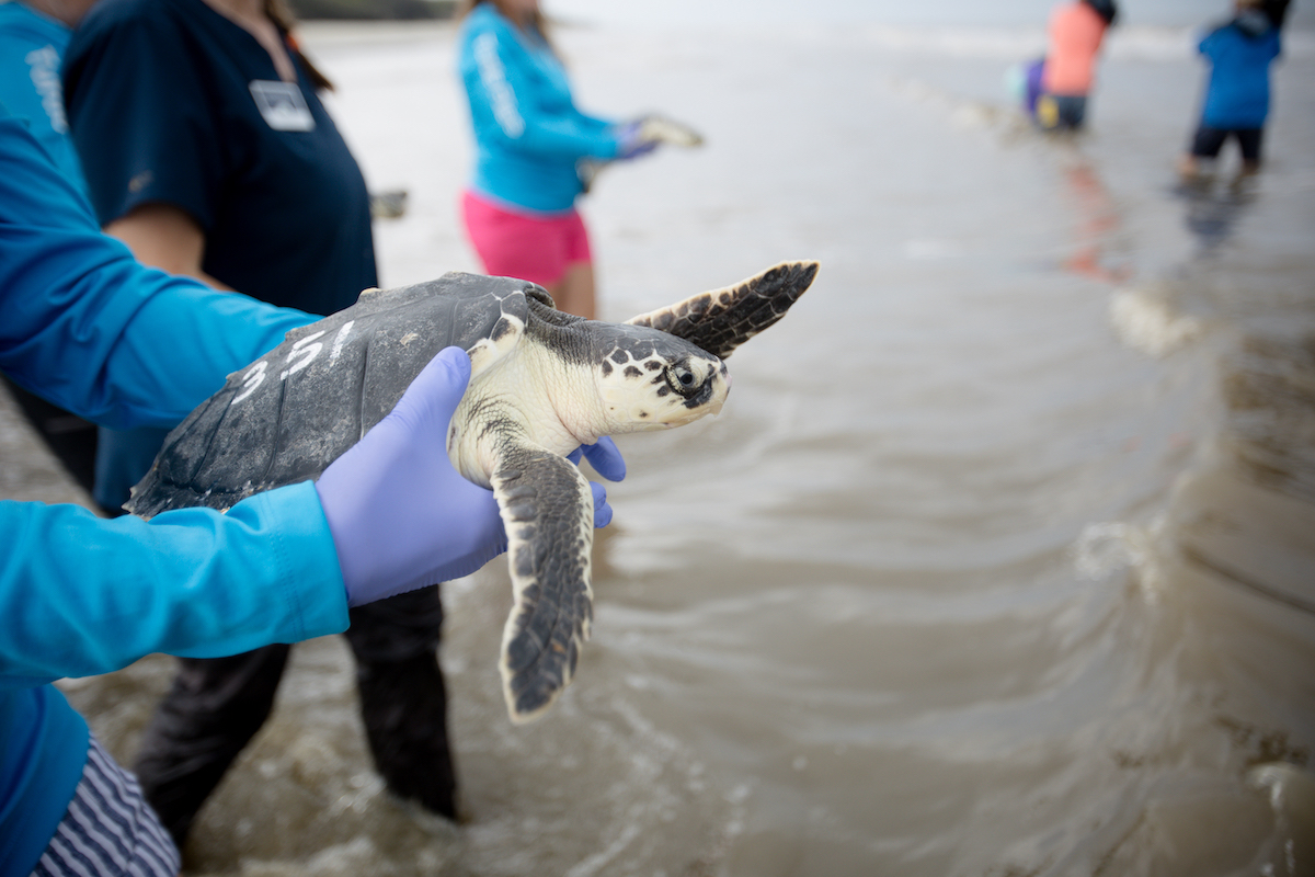 34 Rehabilitated Sea Turtles Released Into Warm GA Waters