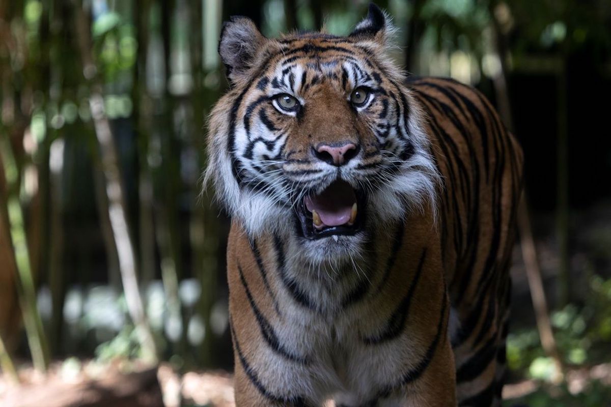 Zoo Atlanta's Beloved Tiger, Chelsea, Has Passed Away