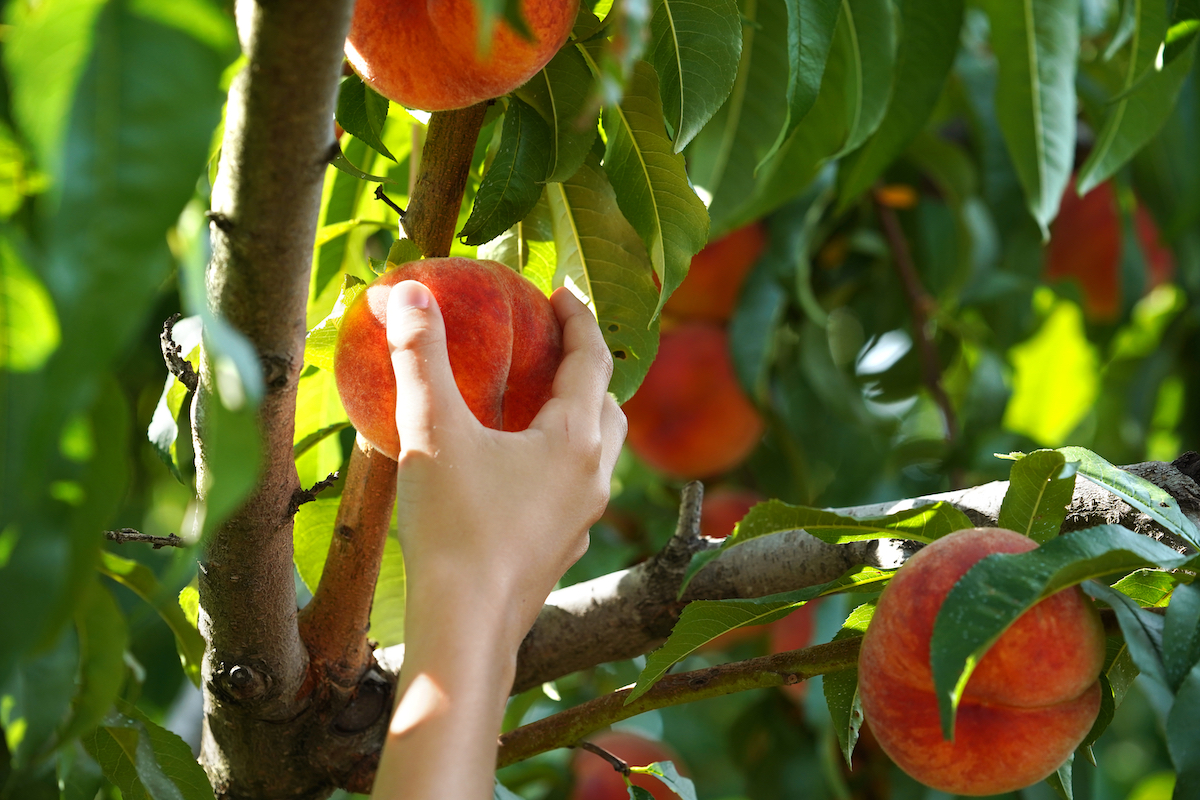 Southern Belle's U-Pick Peach Farm Is 45 Minutes From Atlanta