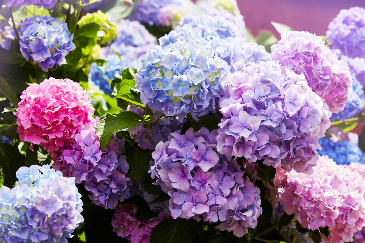 See More Than 1,000 Hydrangeas Just 1.5 Hours From Atlanta