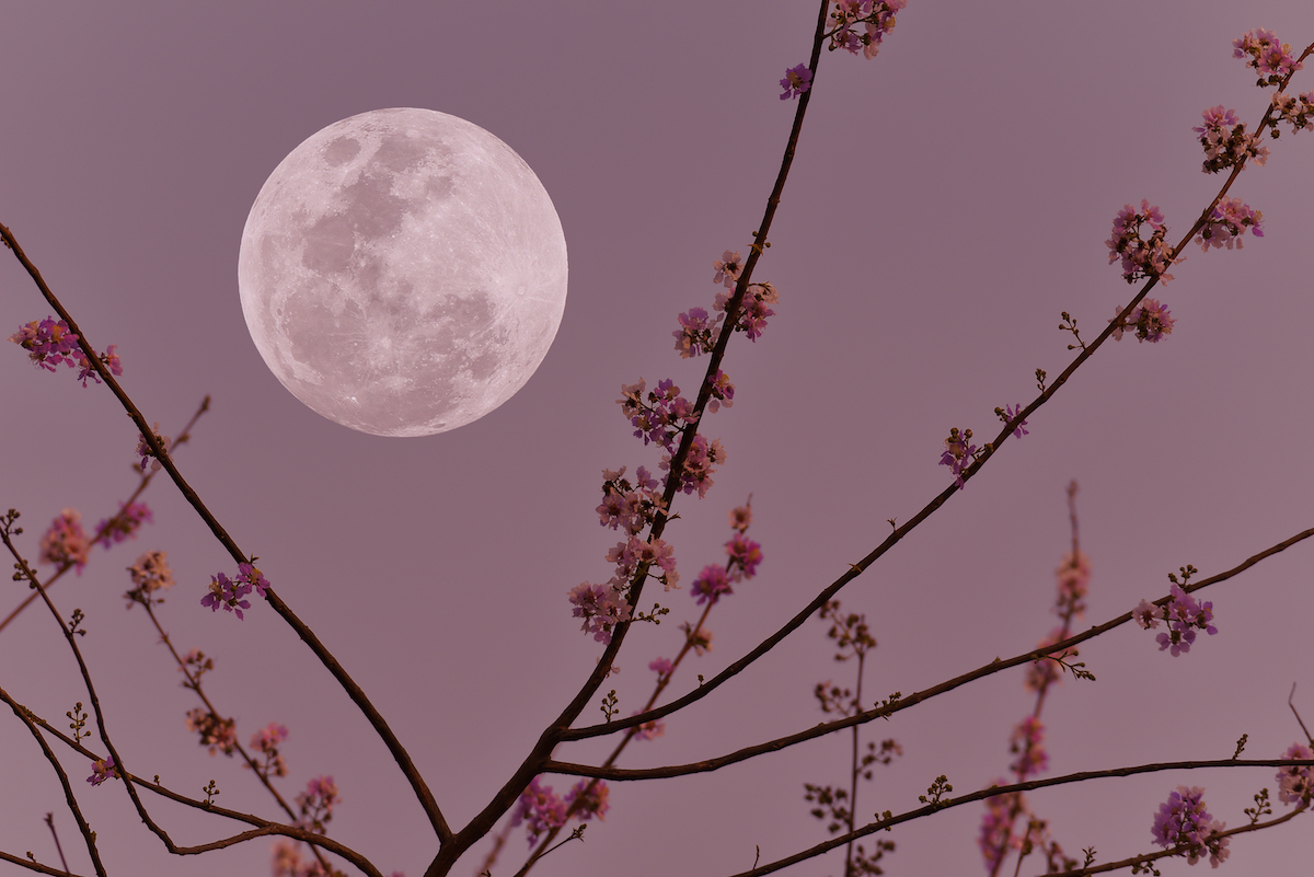 The Flower Moon: May's Floral Full Moon
