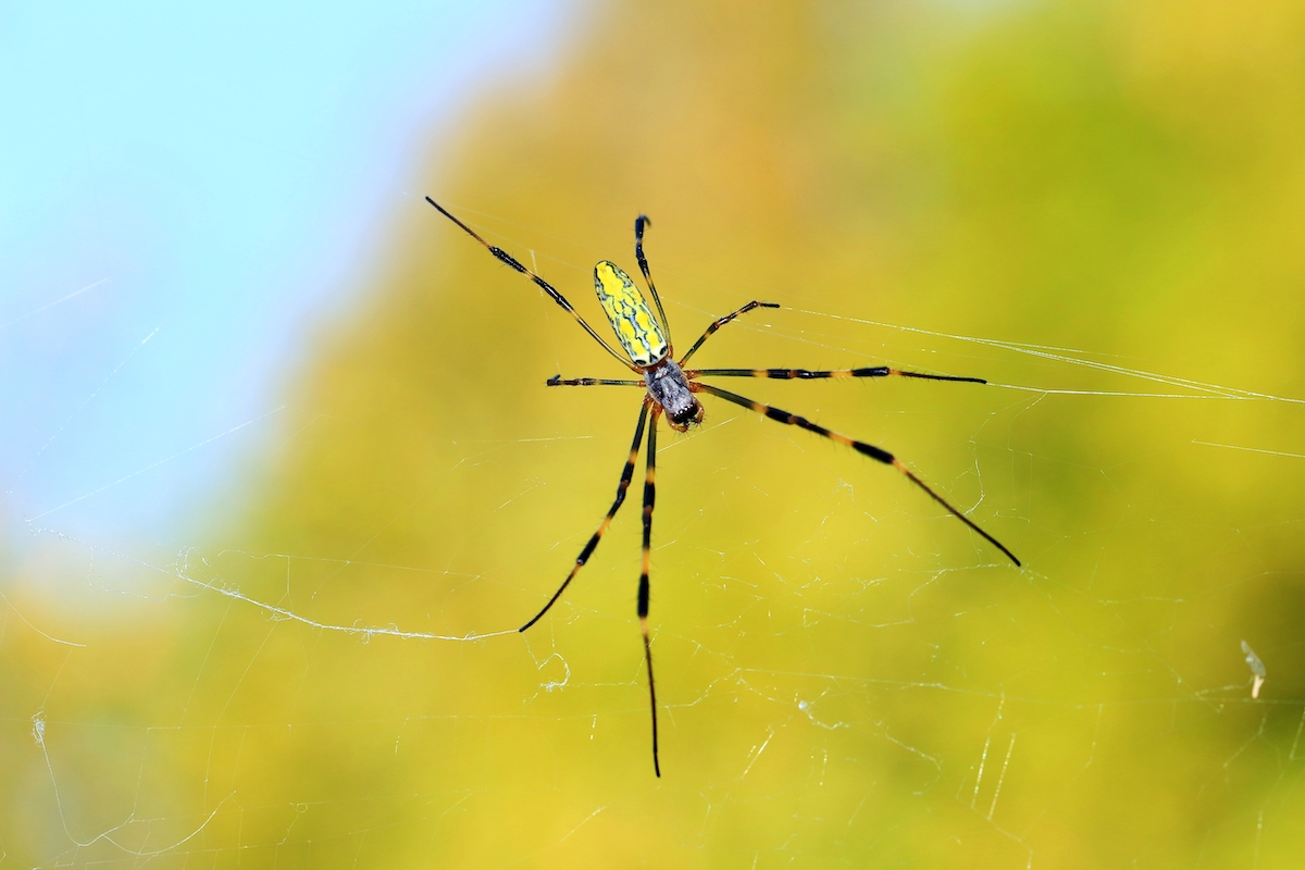 Huge Joro Spiders: Are They Dangerous?