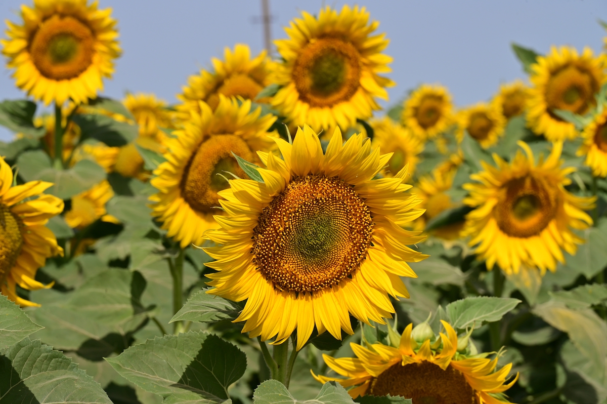 This Massive Sunflower Farm Just 1.5 Hours From Atlanta Boasts Over ...