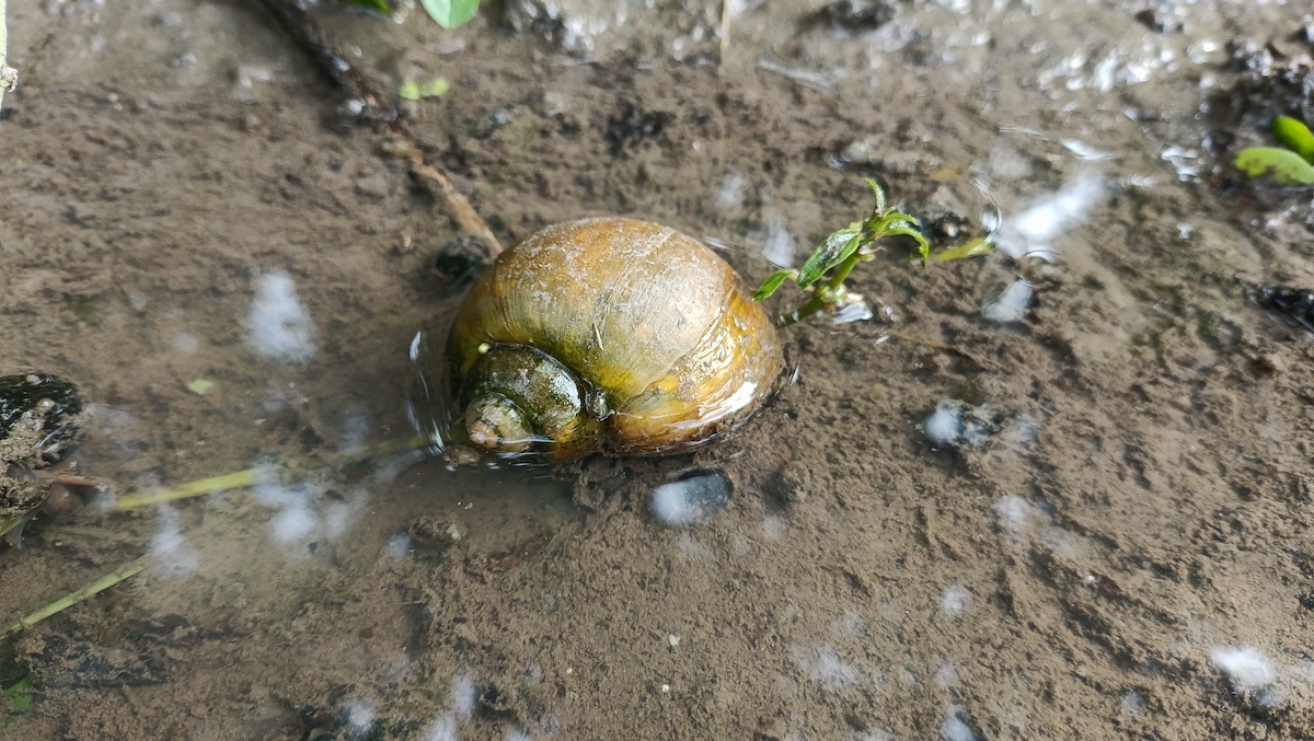 Invasive Mystery Snails Spotted In Georgia: Here's What To Know