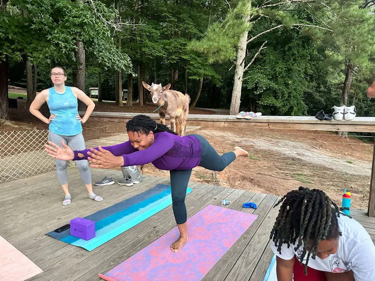This Adorable Dwarf Goat Yoga Class Is A Total Cuteness Overload