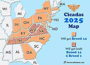 Millions Of Cicadas From Brood XIV Will Emerge In Georgia Soon