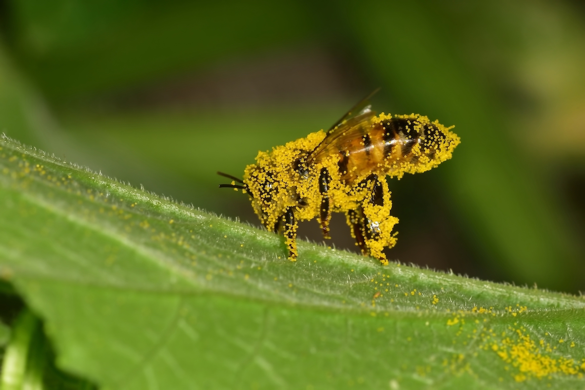 Georgia Has Three Main Pollen Seasons, And We're About To Enter The ...